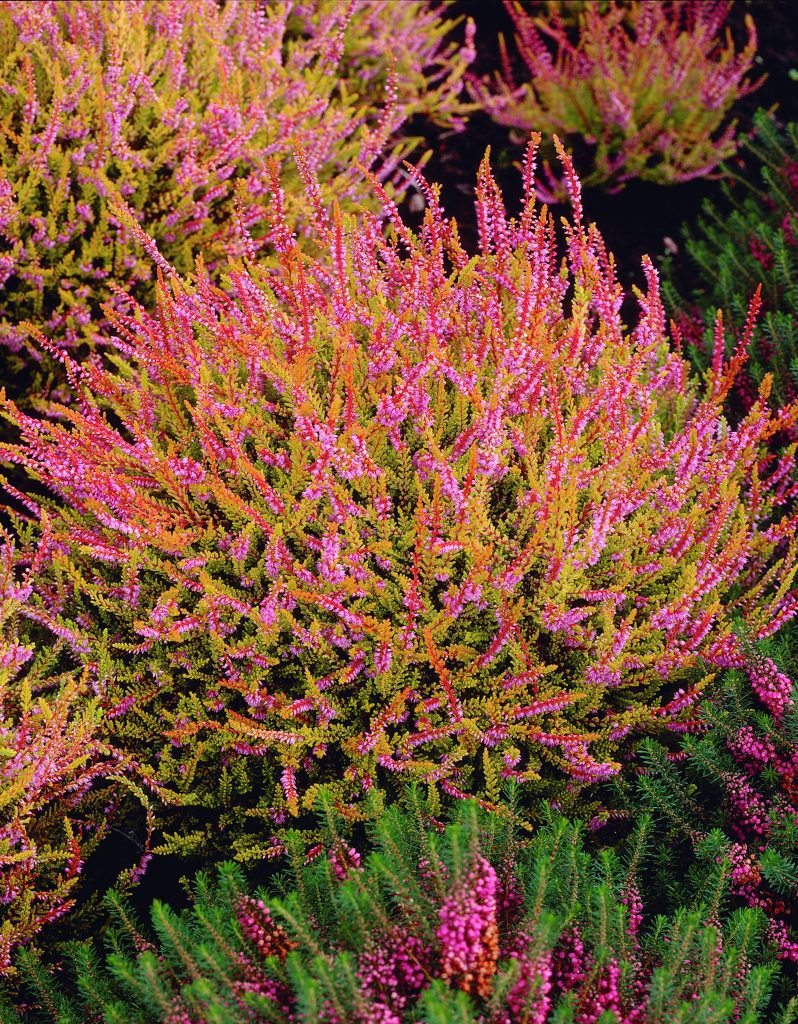 Вереск обыкновенный Боскоп Calluna vulgaris Boskoop | Юлин сад