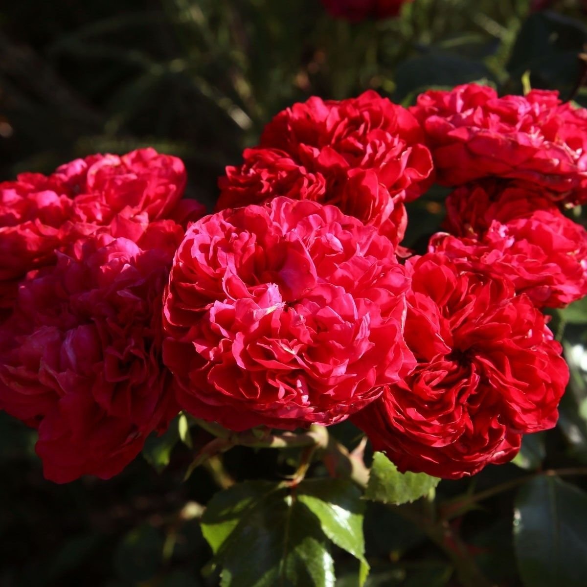 Роза Эрик Таберли / Ред Эден Роуз Rosa Eric Tabarly / Red Eden Rose ...