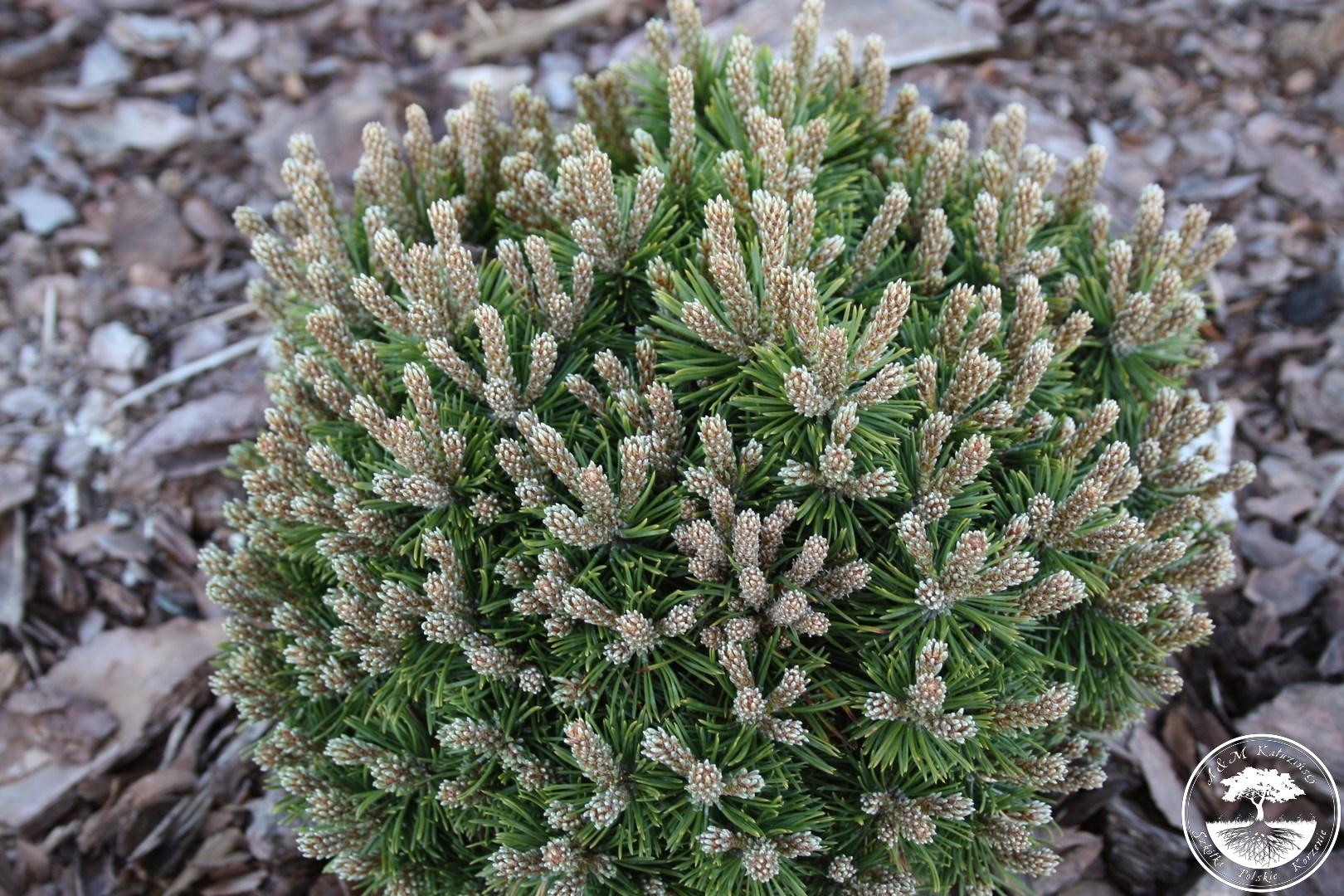 Pinus mugo Minimops (Минимопс), весна 24 | Юлин сад